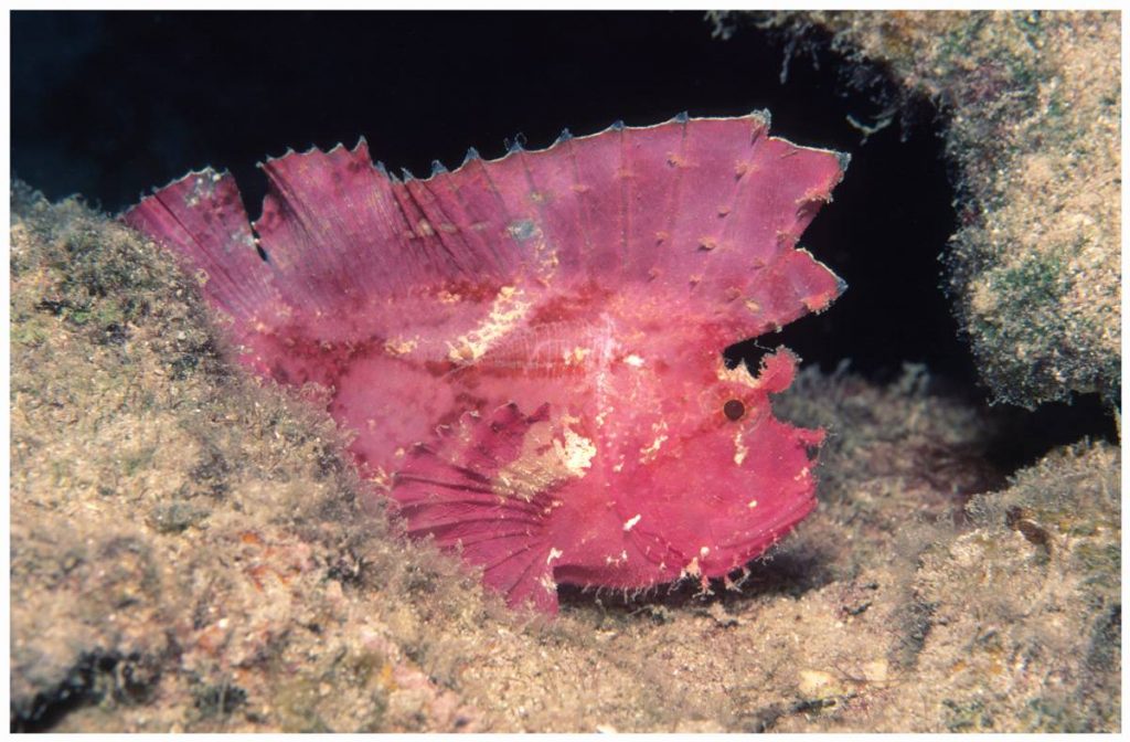 Price - Rangiroa Plongée | Diving Center In Rangiroa, French Polynesia ...