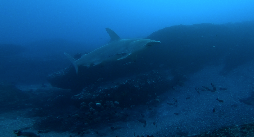 Price - Rangiroa Plongée | Diving Center In Rangiroa, French Polynesia ...