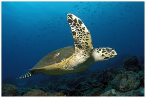 Home - Rangiroa Plongée | Diving Center In Rangiroa, French Polynesia ...