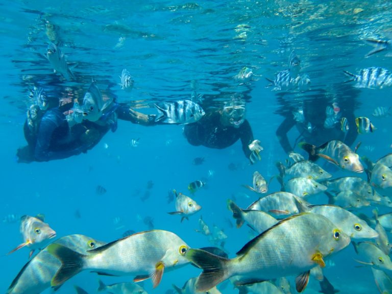 Home - Rangiroa Plongée | Diving Center In Rangiroa, French Polynesia ...