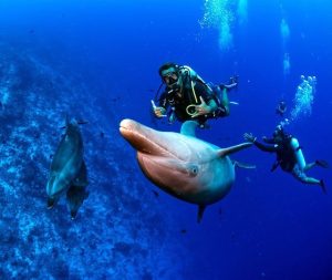 Rangiroa Plongée - Centre de plongée Rangiroa en Polynésie